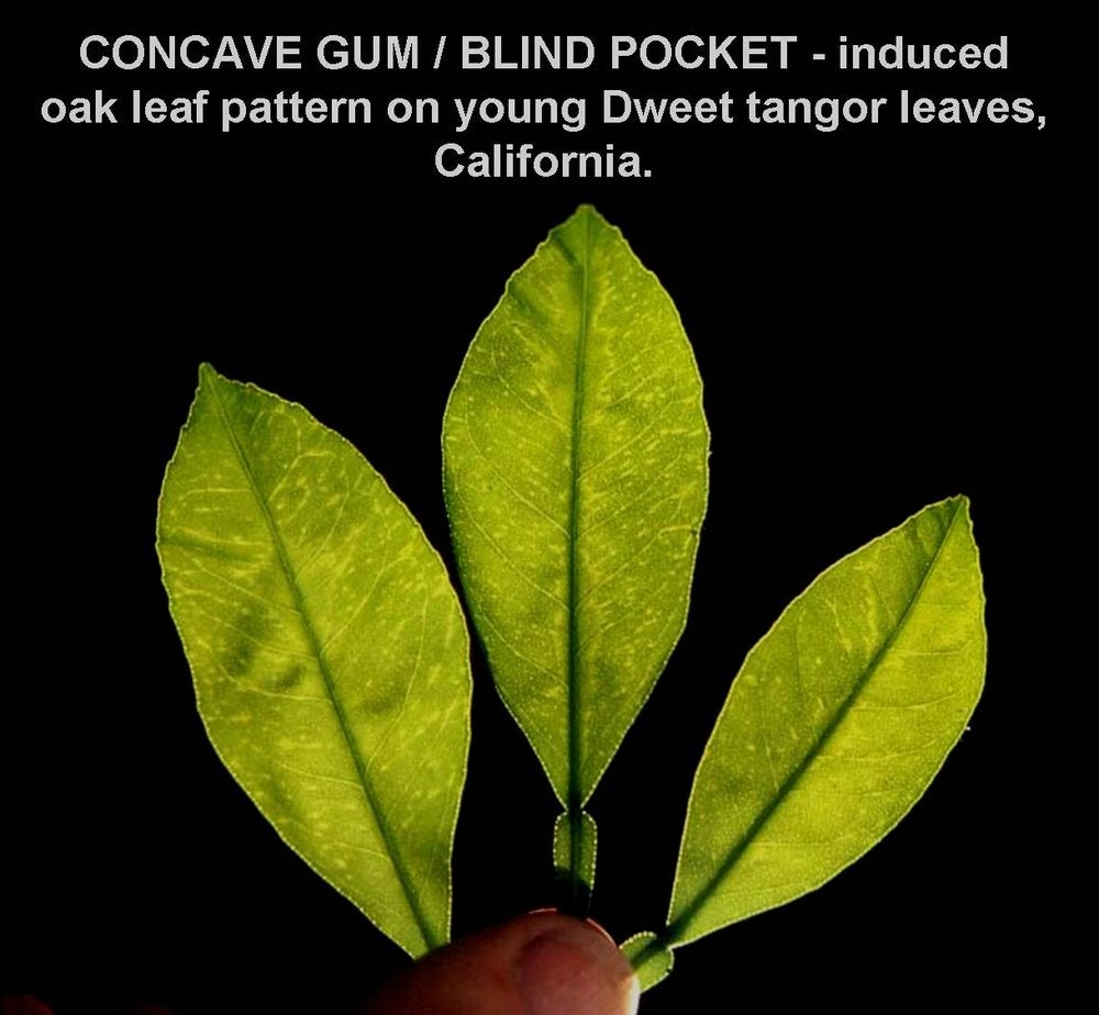 Concave Gum - Blind Pocket | International Organization of Citrus ...