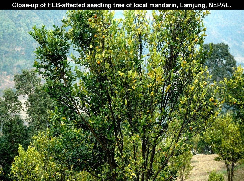 Huanglongbing | International Organization of Citrus Virologists