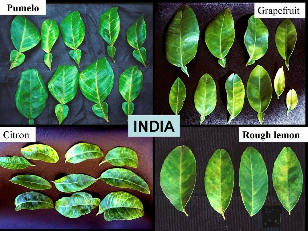 Huanglongbing | International Organization of Citrus Virologists