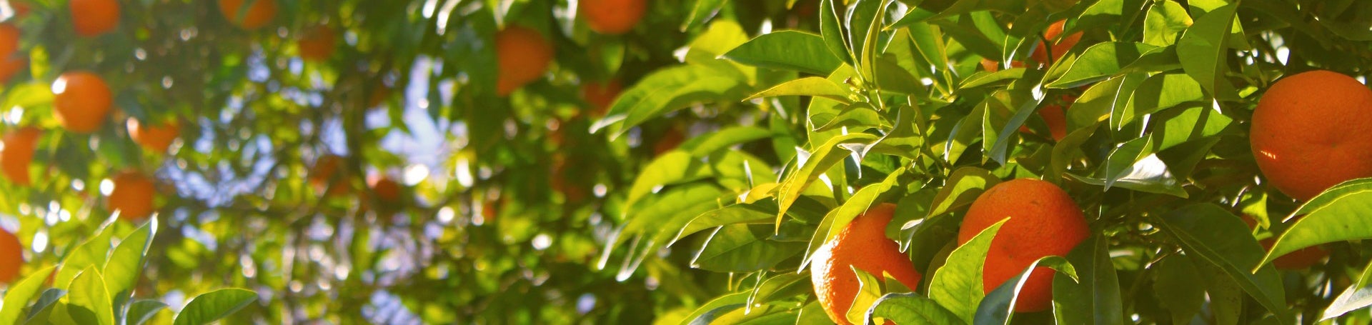 Citrus Blight | International Organization of Citrus Virologists