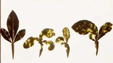 Citrus Tatter Leaf | International Organization of Citrus Virologists